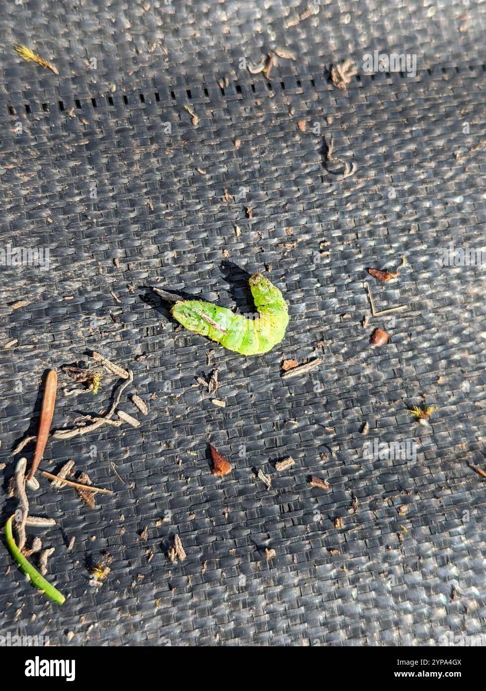 Speckled Green Fruitworm Moth (Orthosia hibisci Stock Photo - Alamy