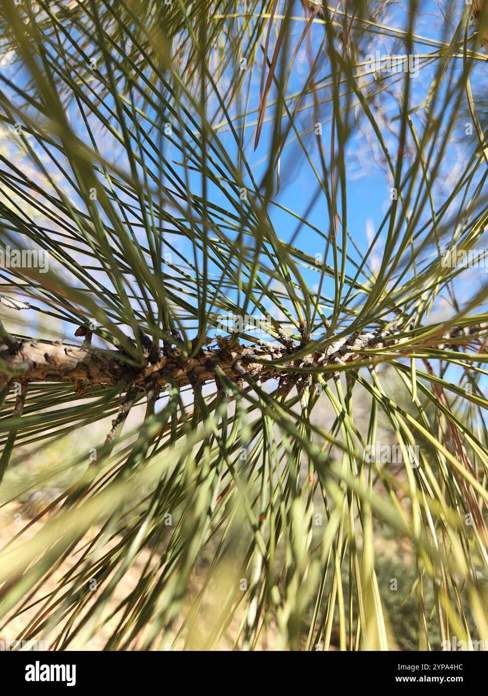 Coulter pine (Pinus coulteri Stock Photo - Alamy