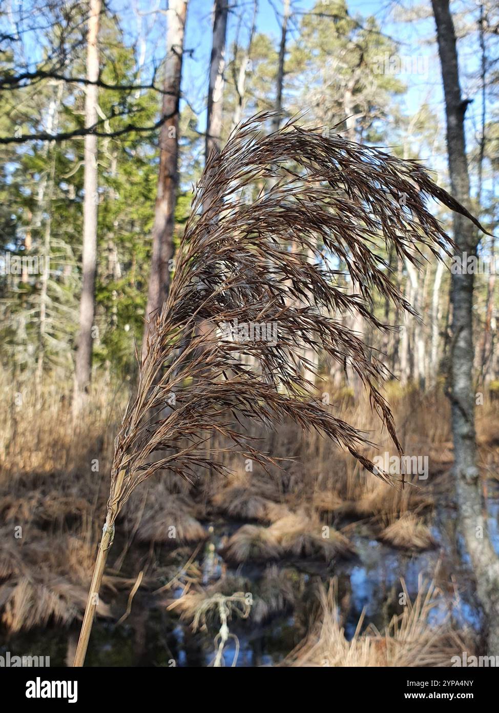 common reed (Phragmites australis Stock Photo - Alamy