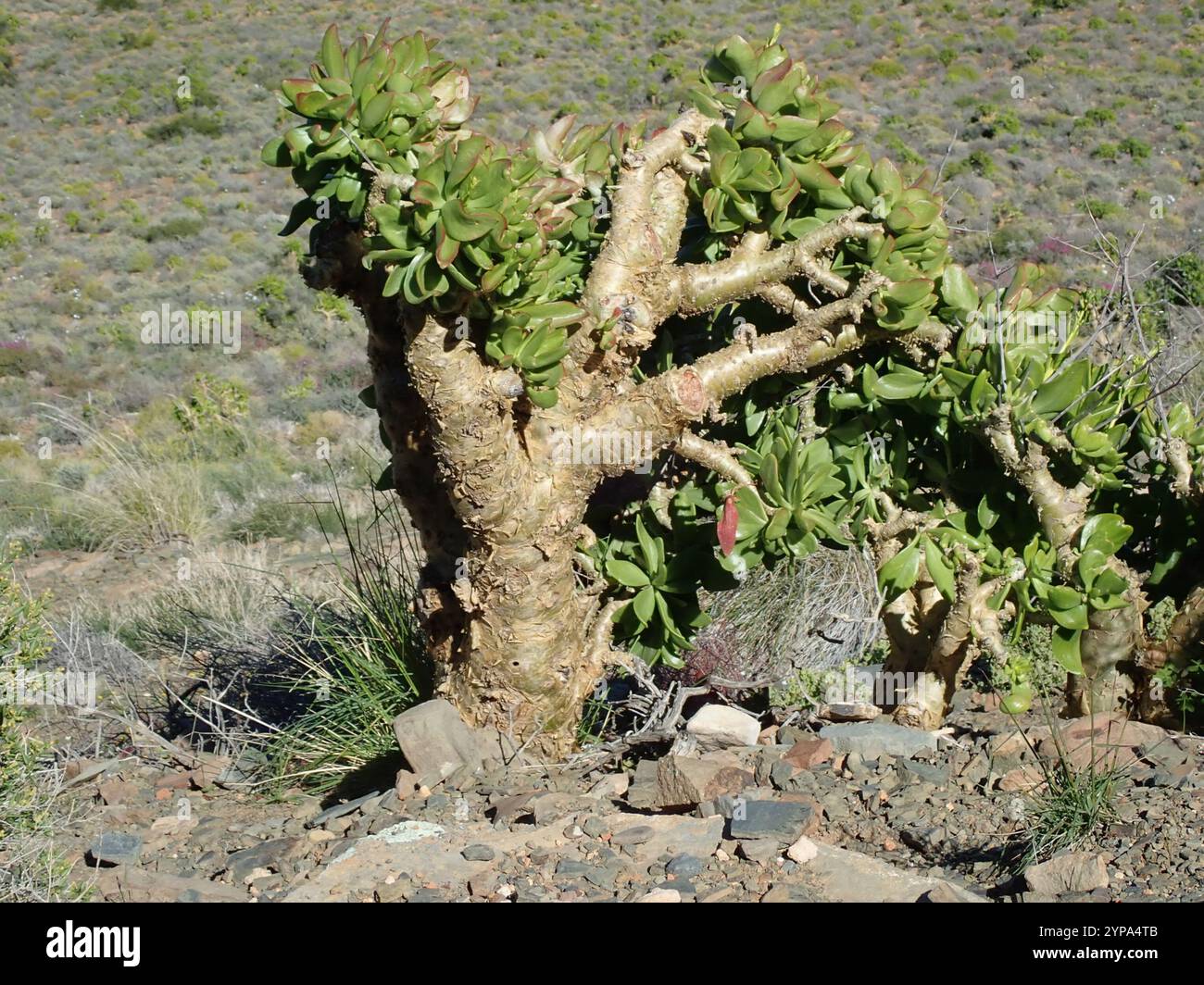 Botterboom (Tylecodon paniculatus Stock Photo - Alamy