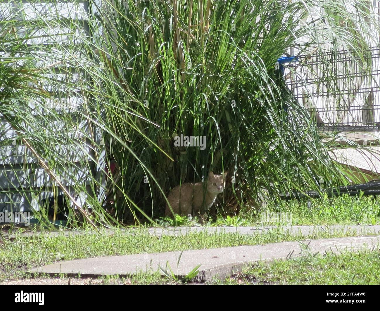 Domestic Cat (Felis catus Stock Photo - Alamy