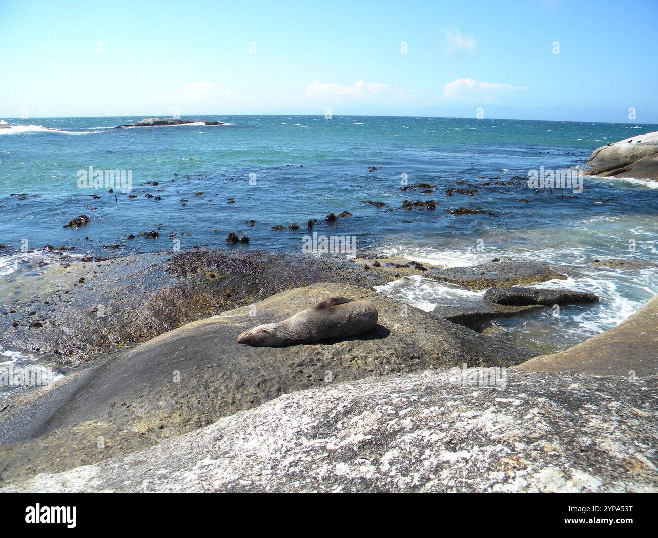 Cape Fur Seal (Arctocephalus pusillus pusillus Stock Photo - Alamy