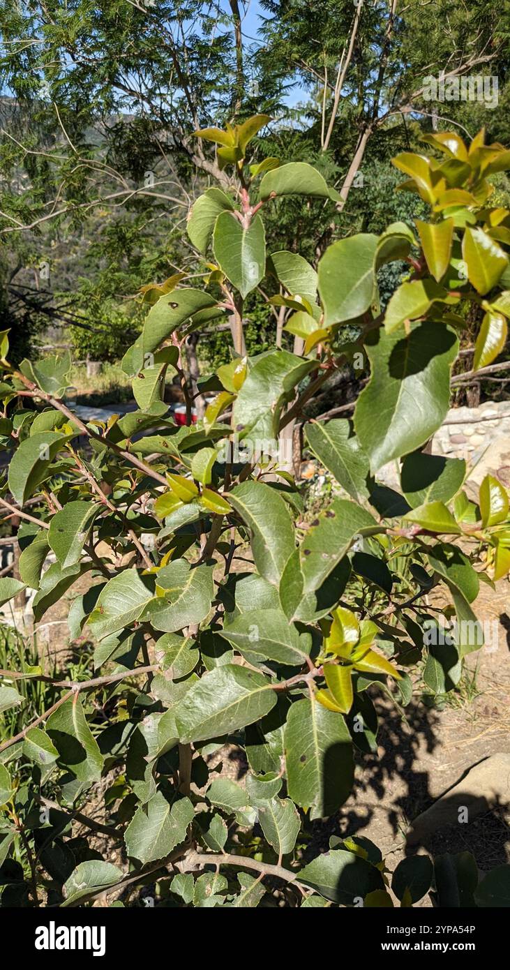 sugar bush (Rhus ovata Stock Photo - Alamy