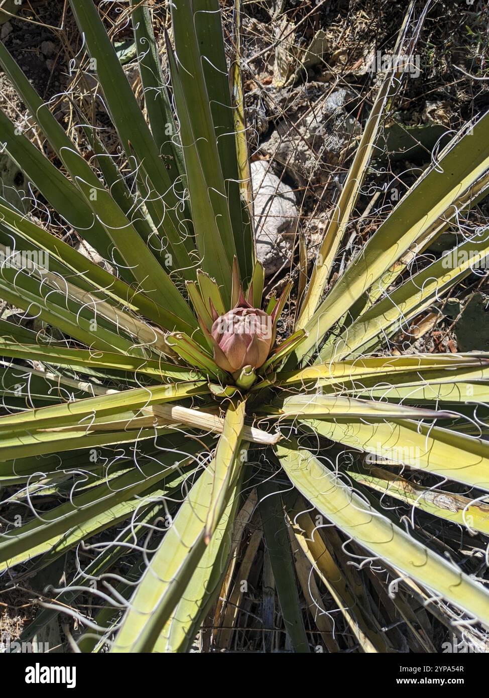 Torrey's Yucca (Yucca torreyi Stock Photo - Alamy