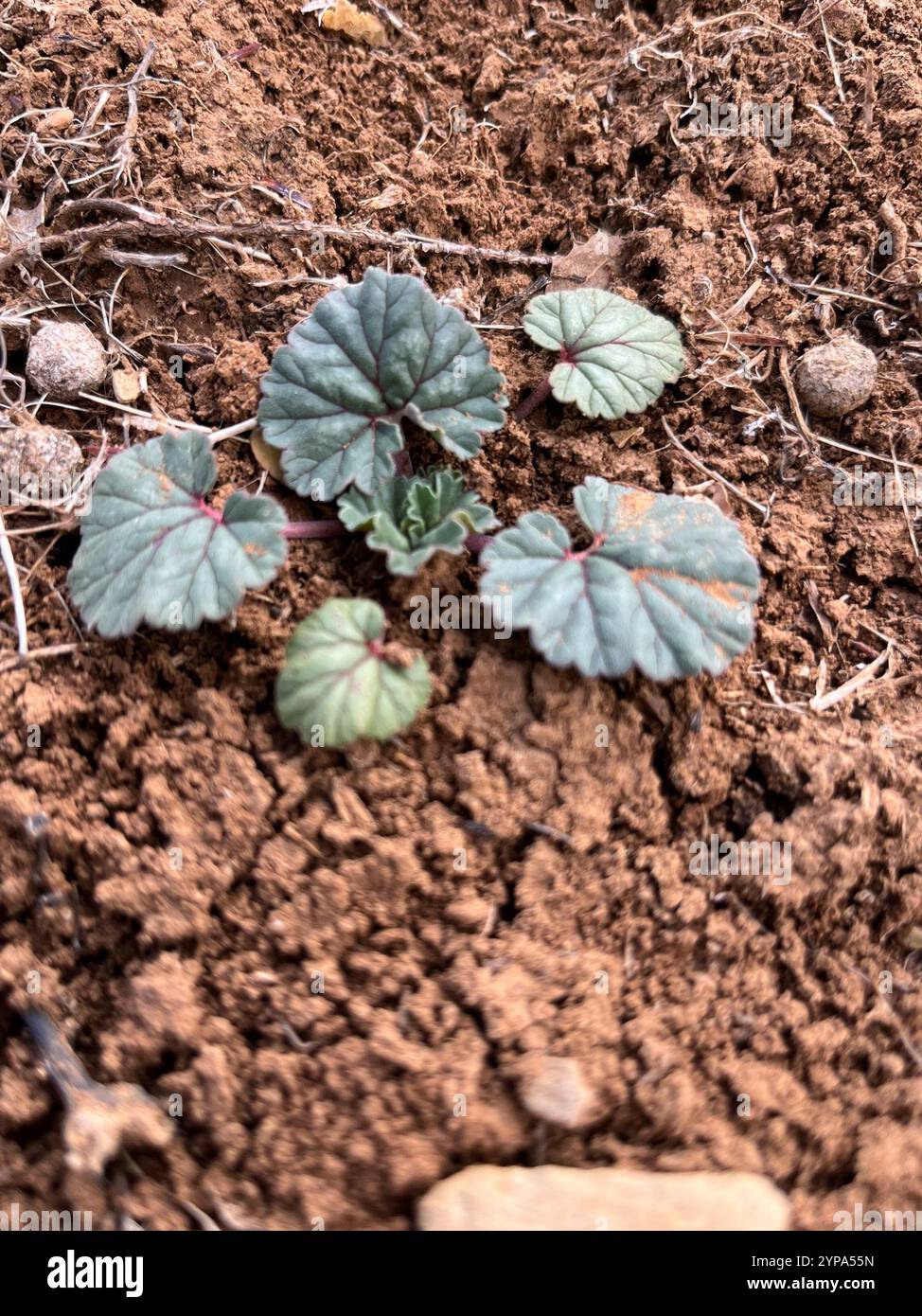 round-leaved filaree (California macrophylla Stock Photo - Alamy