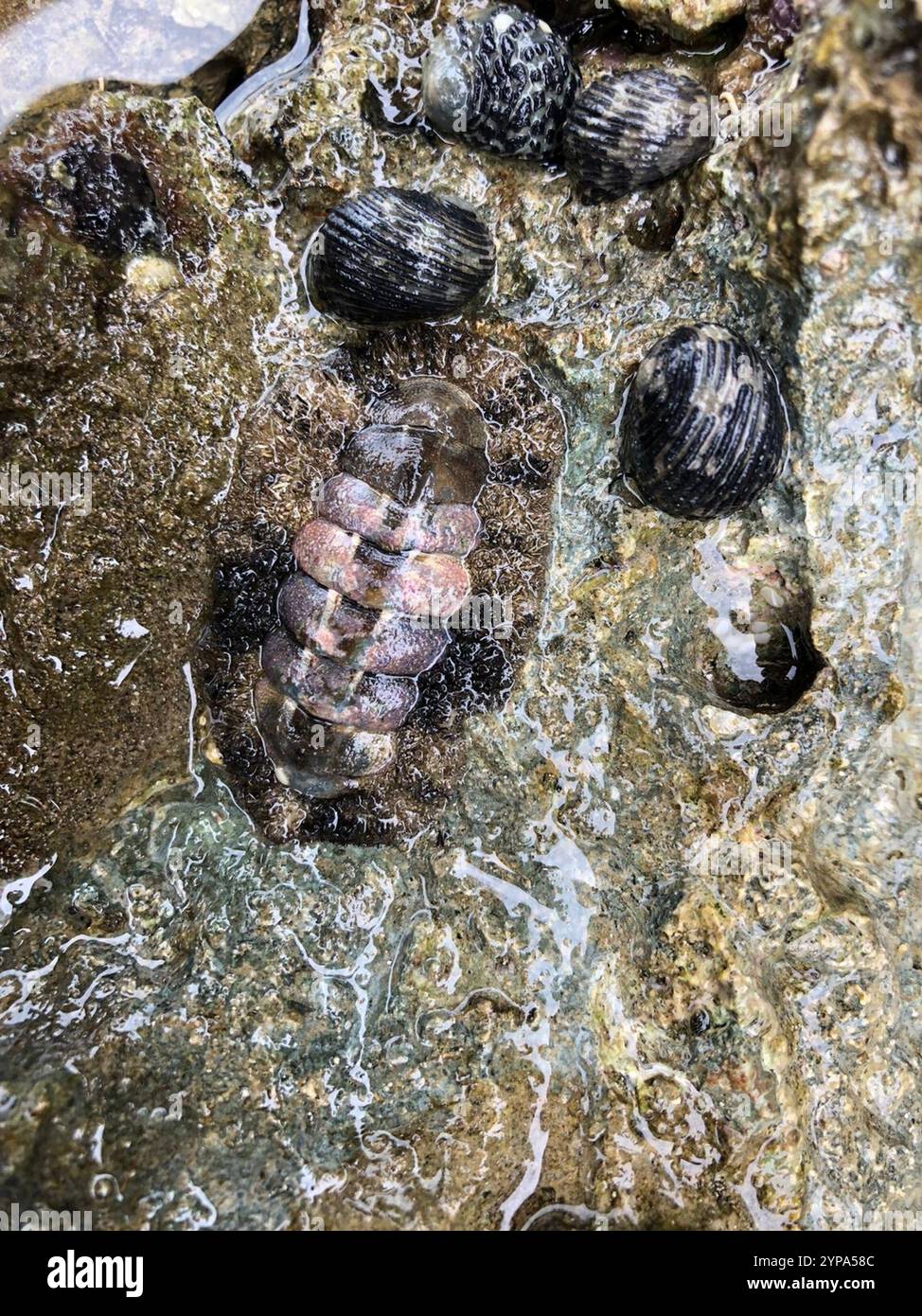 West Indian Fuzzy Chiton (Acanthopleura granulata Stock Photo - Alamy