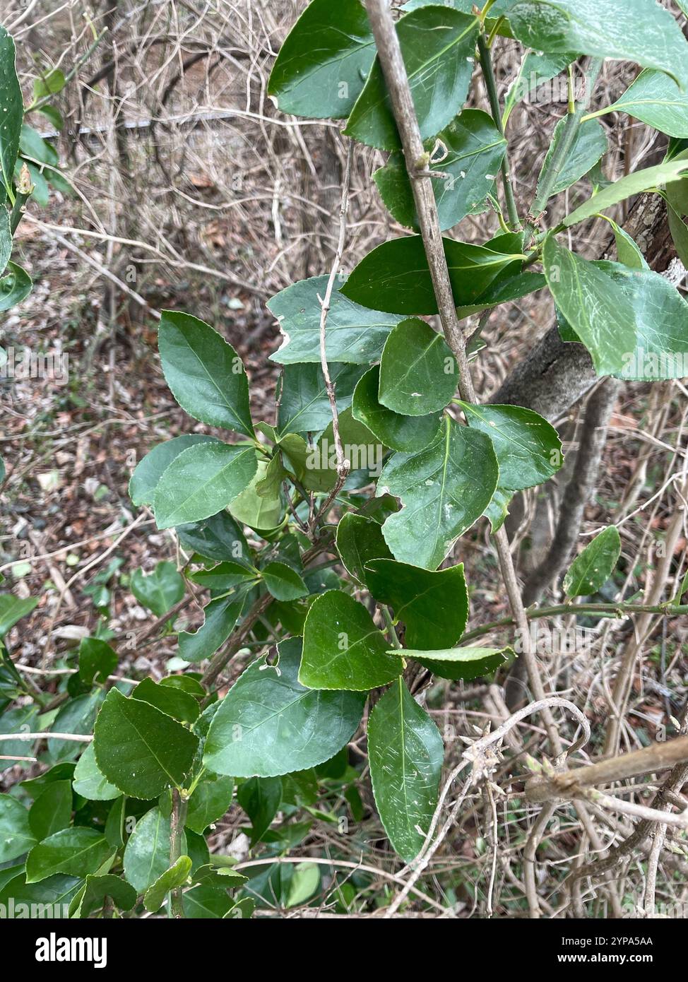 Japanese spindle tree (Euonymus japonicus Stock Photo - Alamy