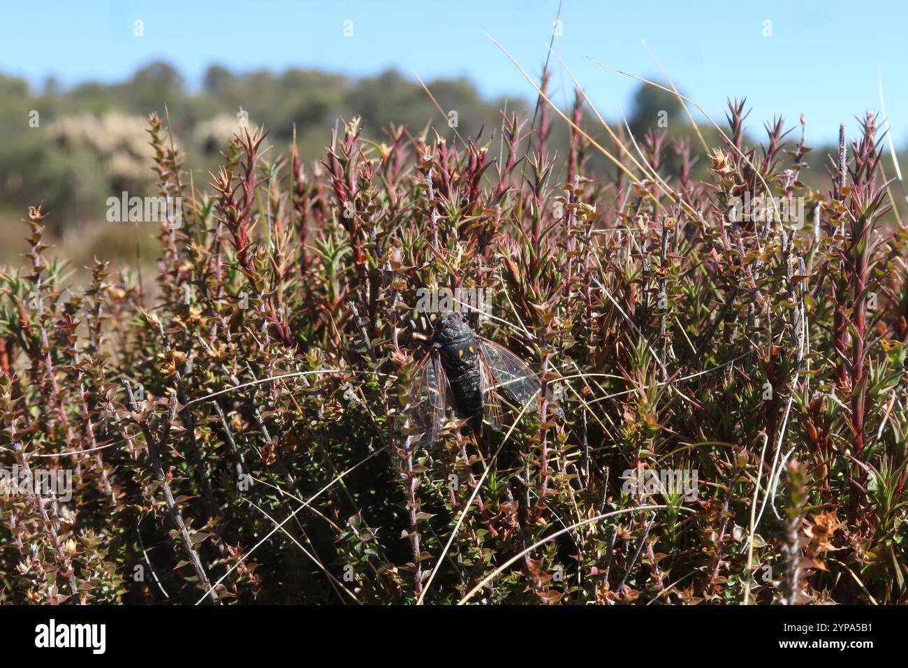 black twanger cicada (Diemeniana hirsuta Stock Photo - Alamy