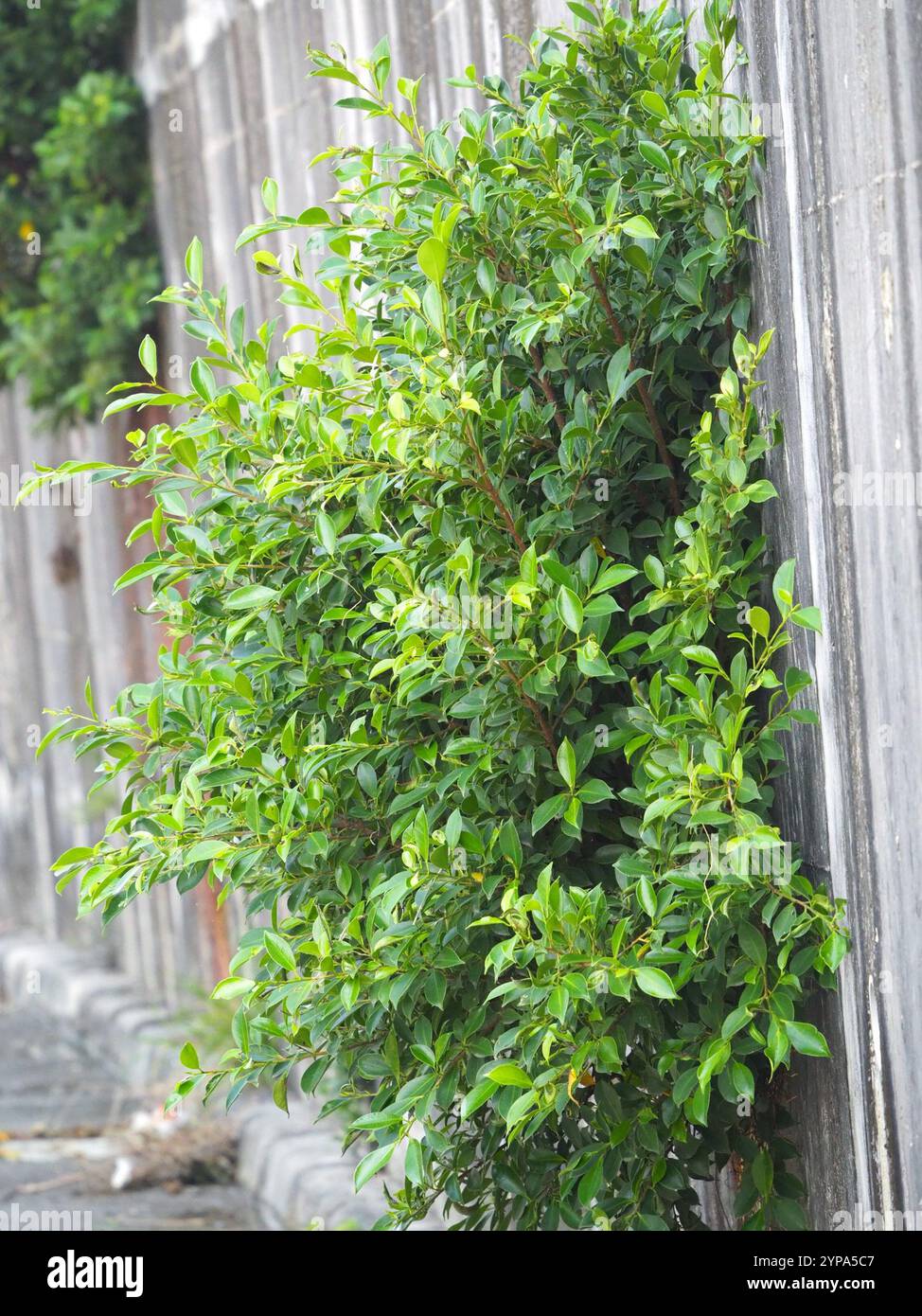 Chinese banyan (Ficus microcarpa Stock Photo - Alamy