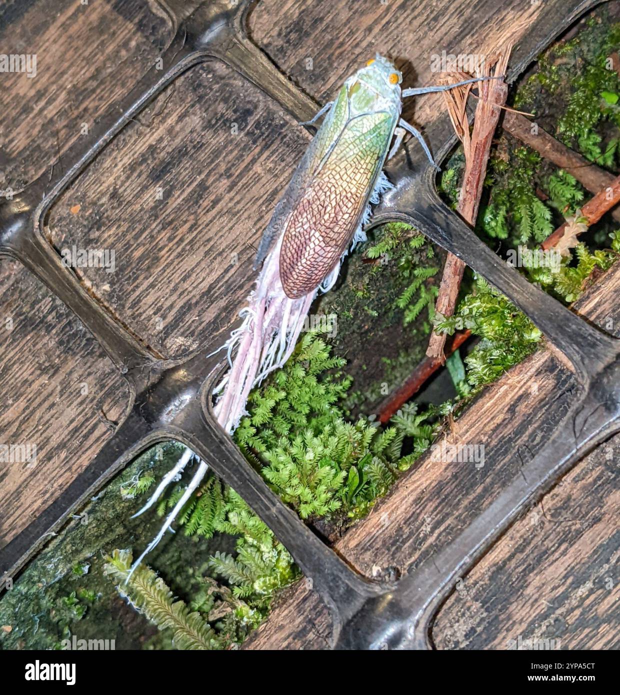 Wax-tailed Planthopper (Pterodictya reticularis Stock Photo - Alamy