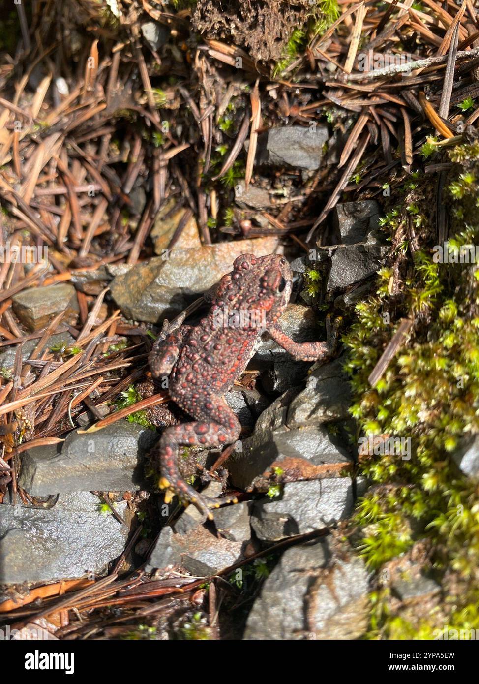 Western Toad (Anaxyrus boreas Stock Photo - Alamy
