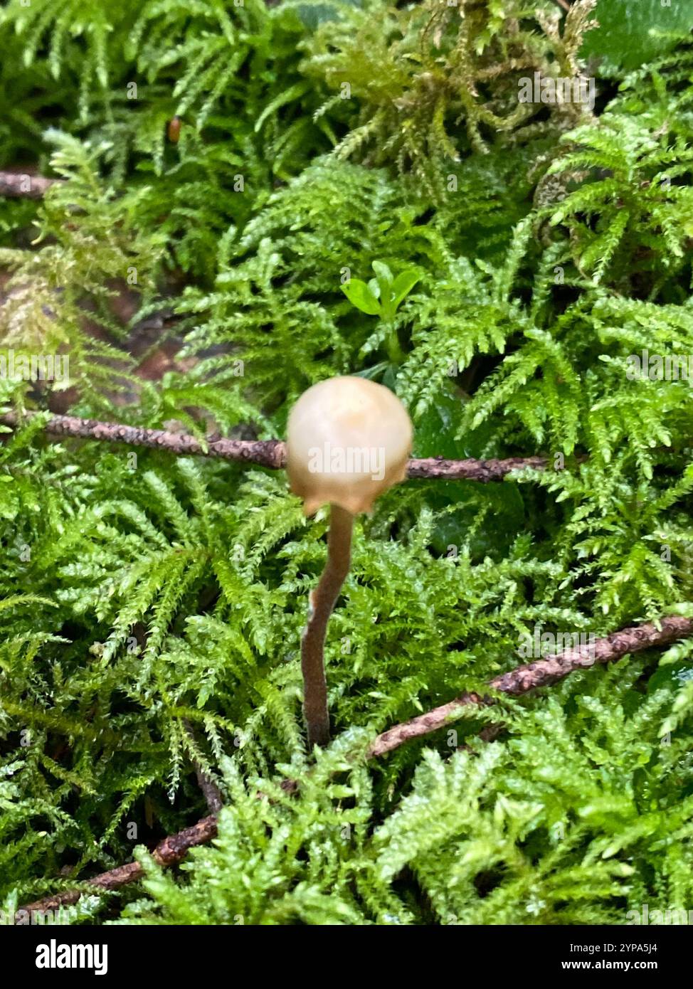 common bonnet (Mycena galericulata Stock Photo - Alamy