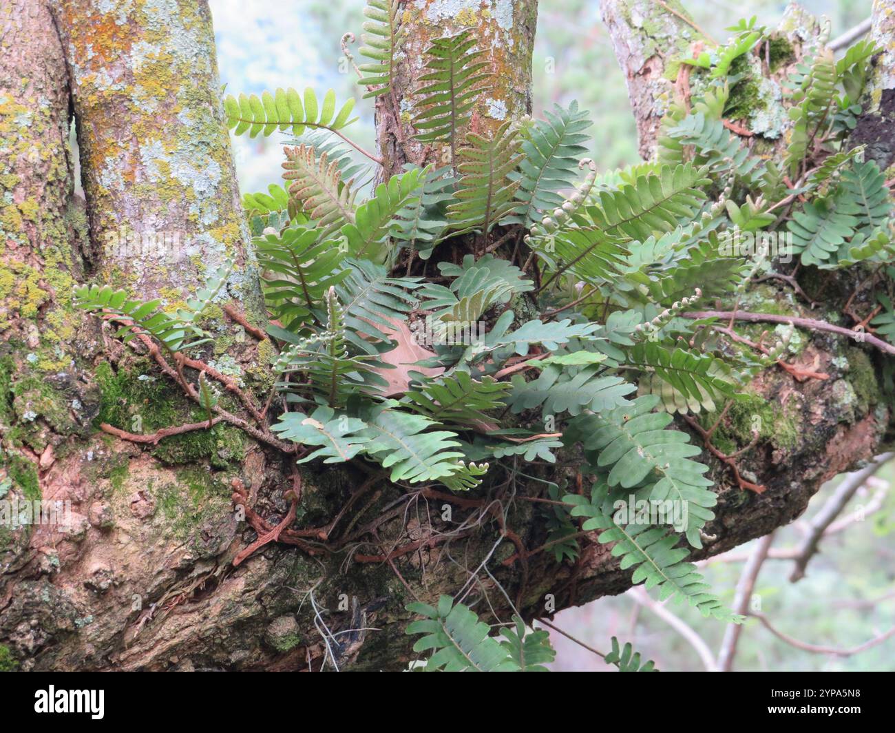 tropical resurrection fern (Pleopeltis polypodioides Stock Photo - Alamy