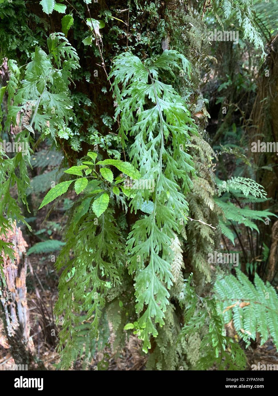 matua mauku (Hymenophyllum dilatatum Stock Photo - Alamy