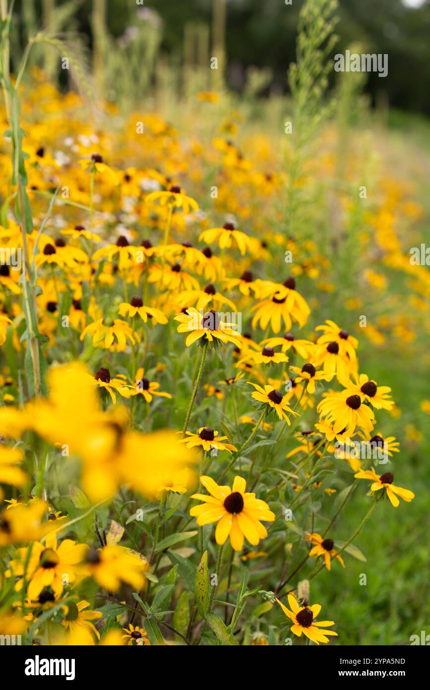 A Golden Field of Vibrant Wildflowers Stock Photo - Alamy