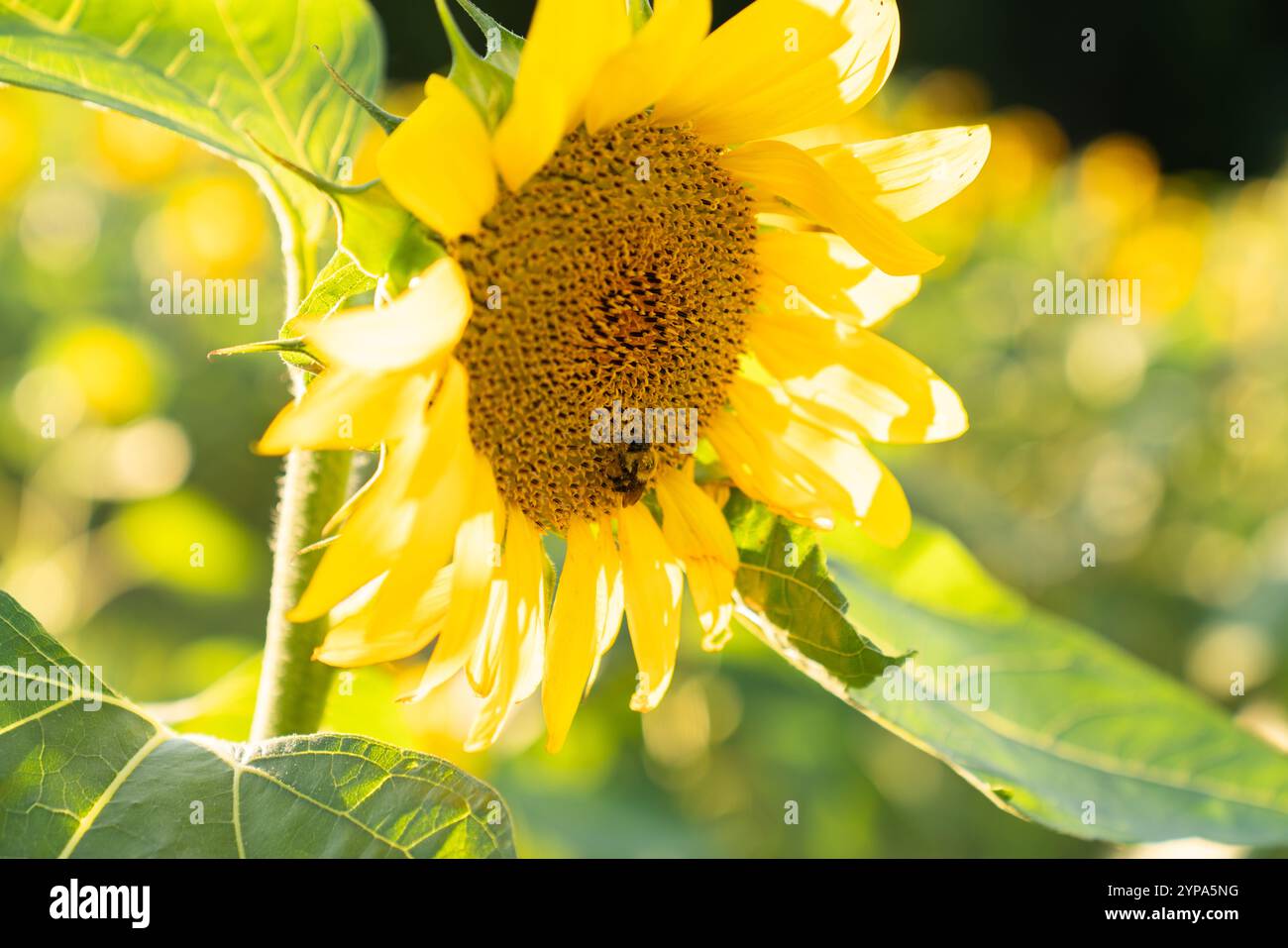 Nature's Harmony: Bee and Sunflower Stock Photo - Alamy