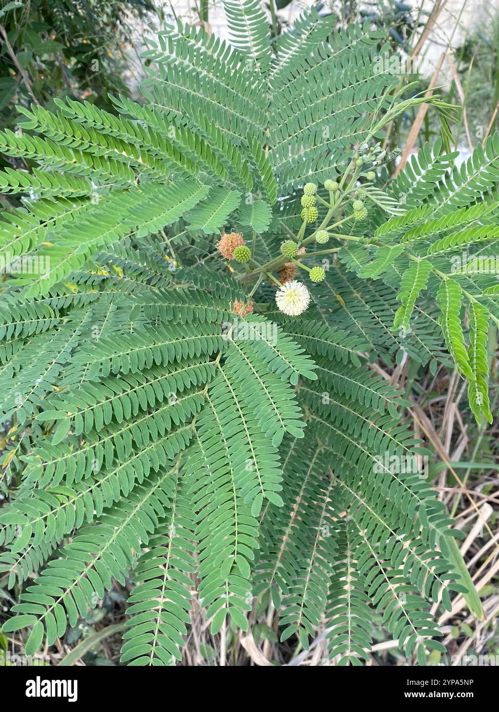 White leadtree (Leucaena leucocephala Stock Photo - Alamy