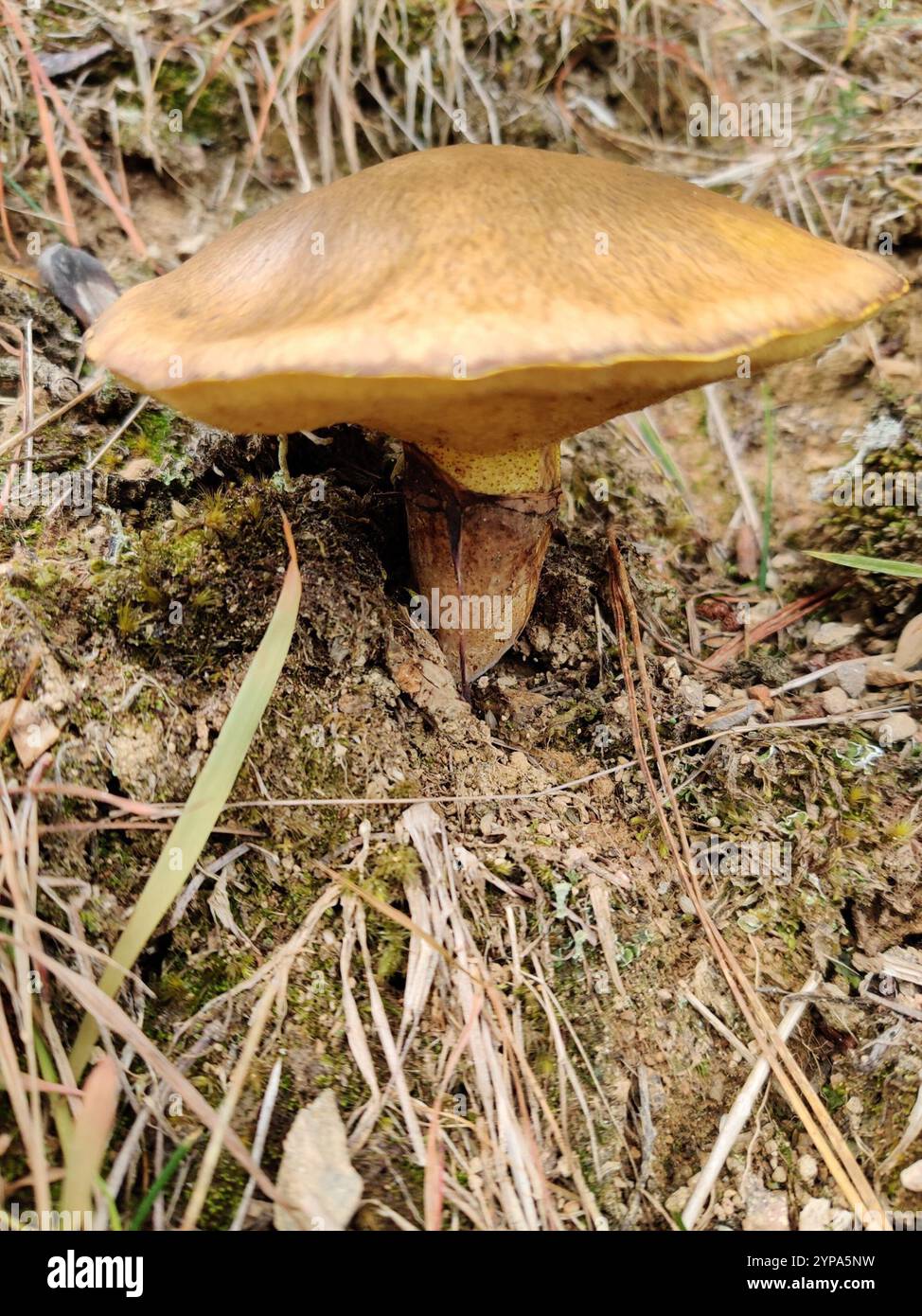 Purple-veiled Slippery Jack (Suillus luteus Stock Photo - Alamy