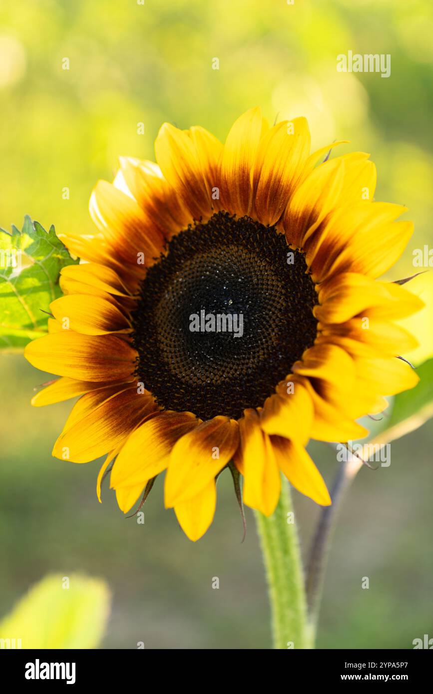 Soaking up sunshine hi-res stock photography and images - Alamy
