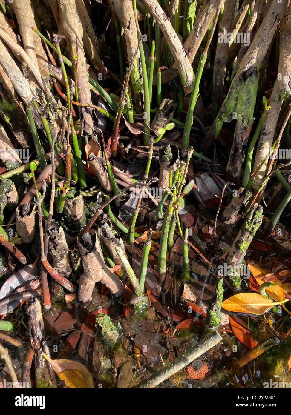 red mangrove (Rhizophora mangle Stock Photo - Alamy