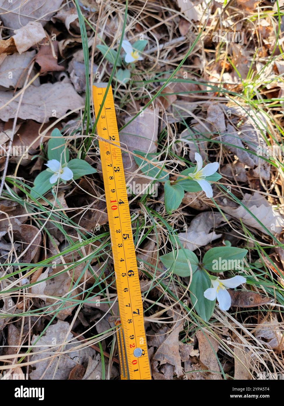 snow trillium (Trillium nivale Stock Photo - Alamy