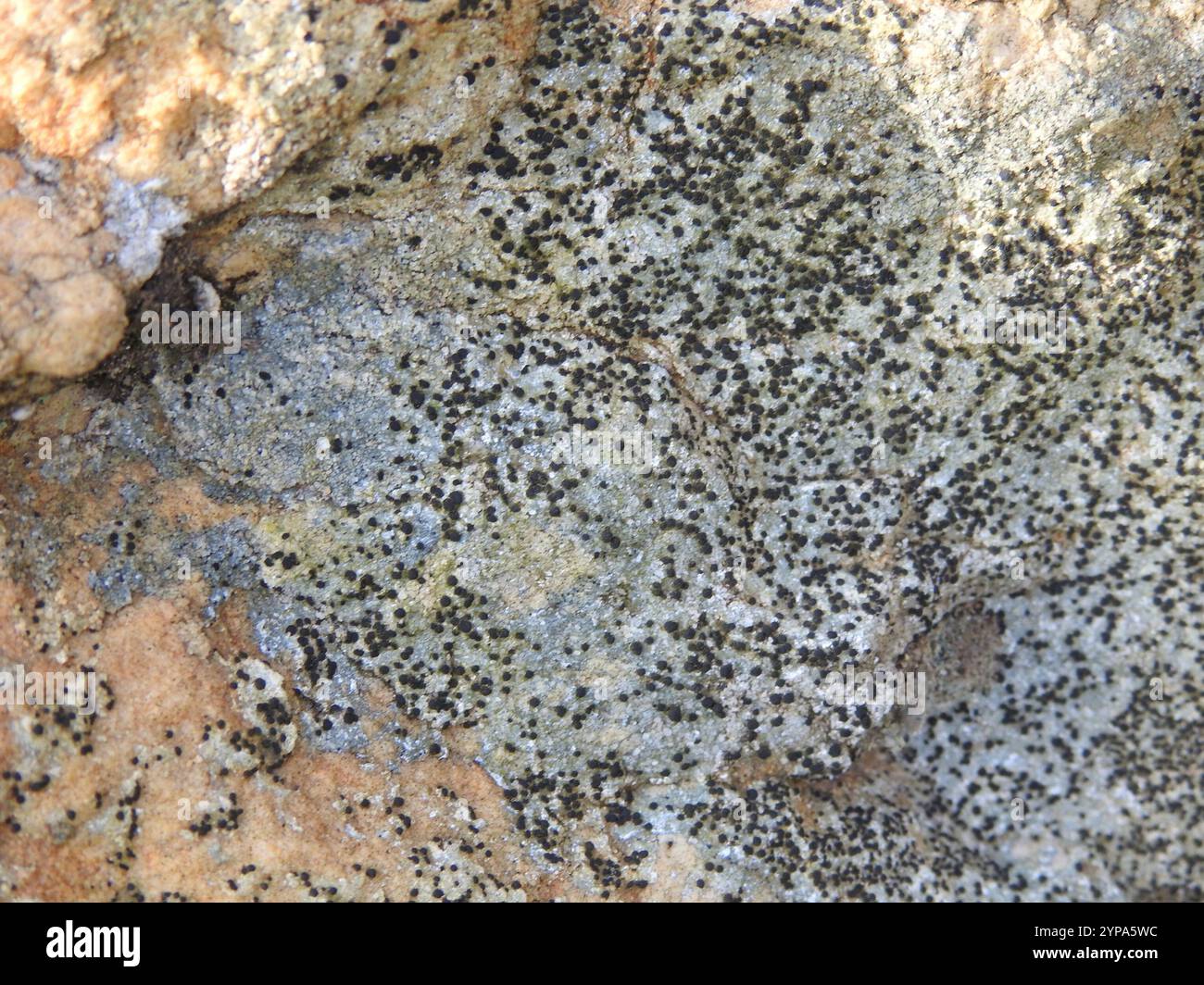 common lichens (Lecanoromycetes Stock Photo - Alamy