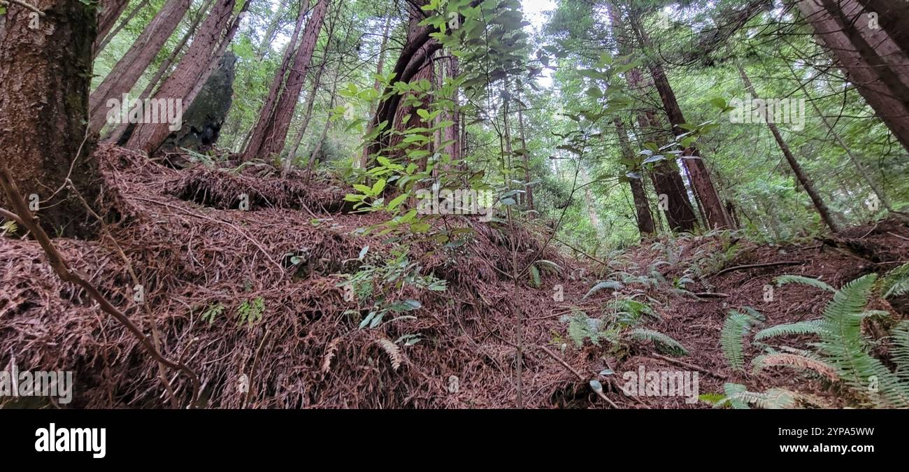 Tanoak (Notholithocarpus densiflorus Stock Photo - Alamy