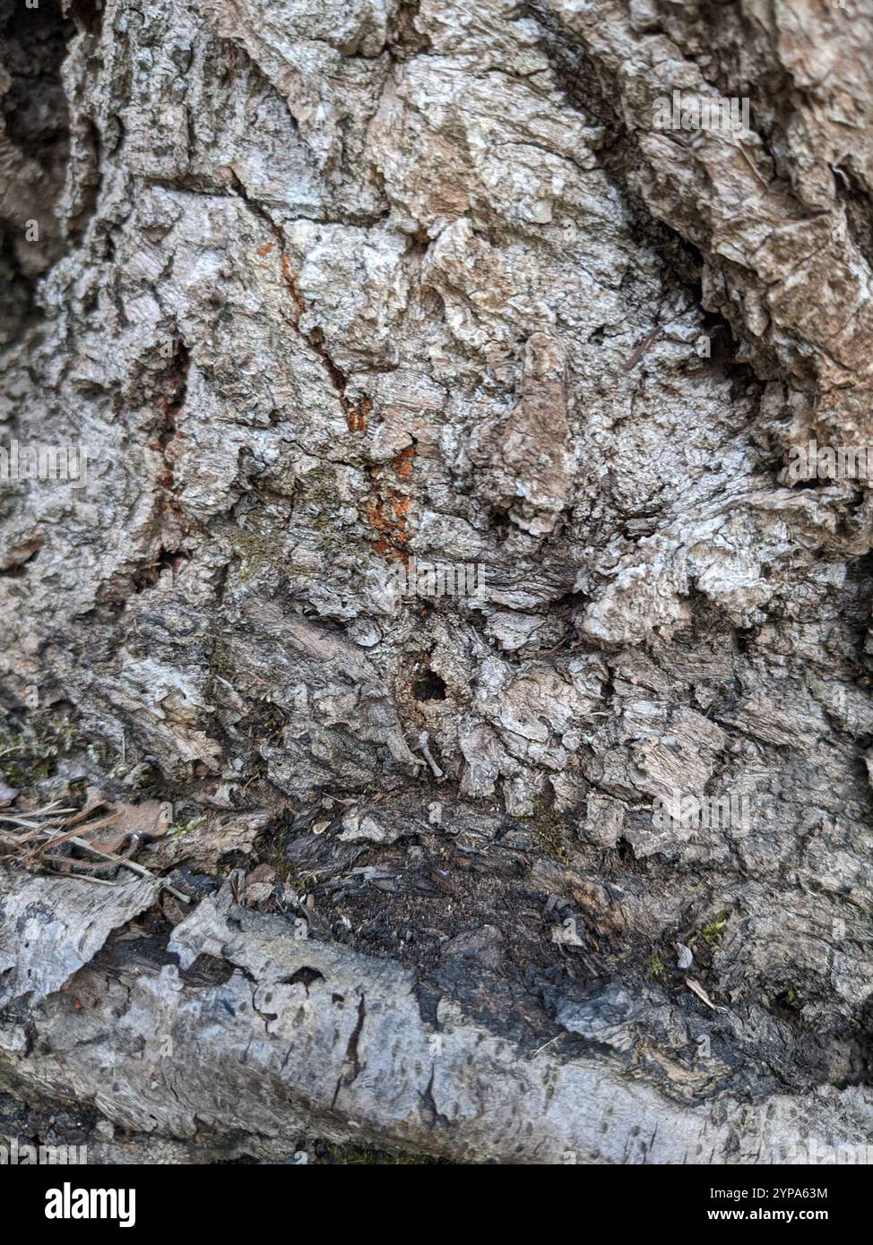 Chestnut Blight (Cryphonectria parasitica Stock Photo - Alamy