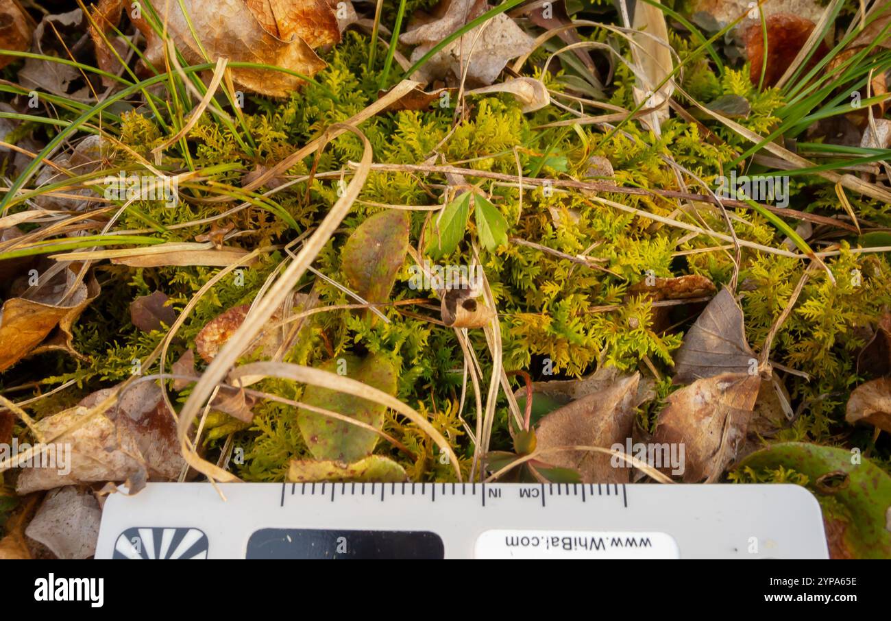 delicate fern moss (Thuidium delicatulum Stock Photo - Alamy