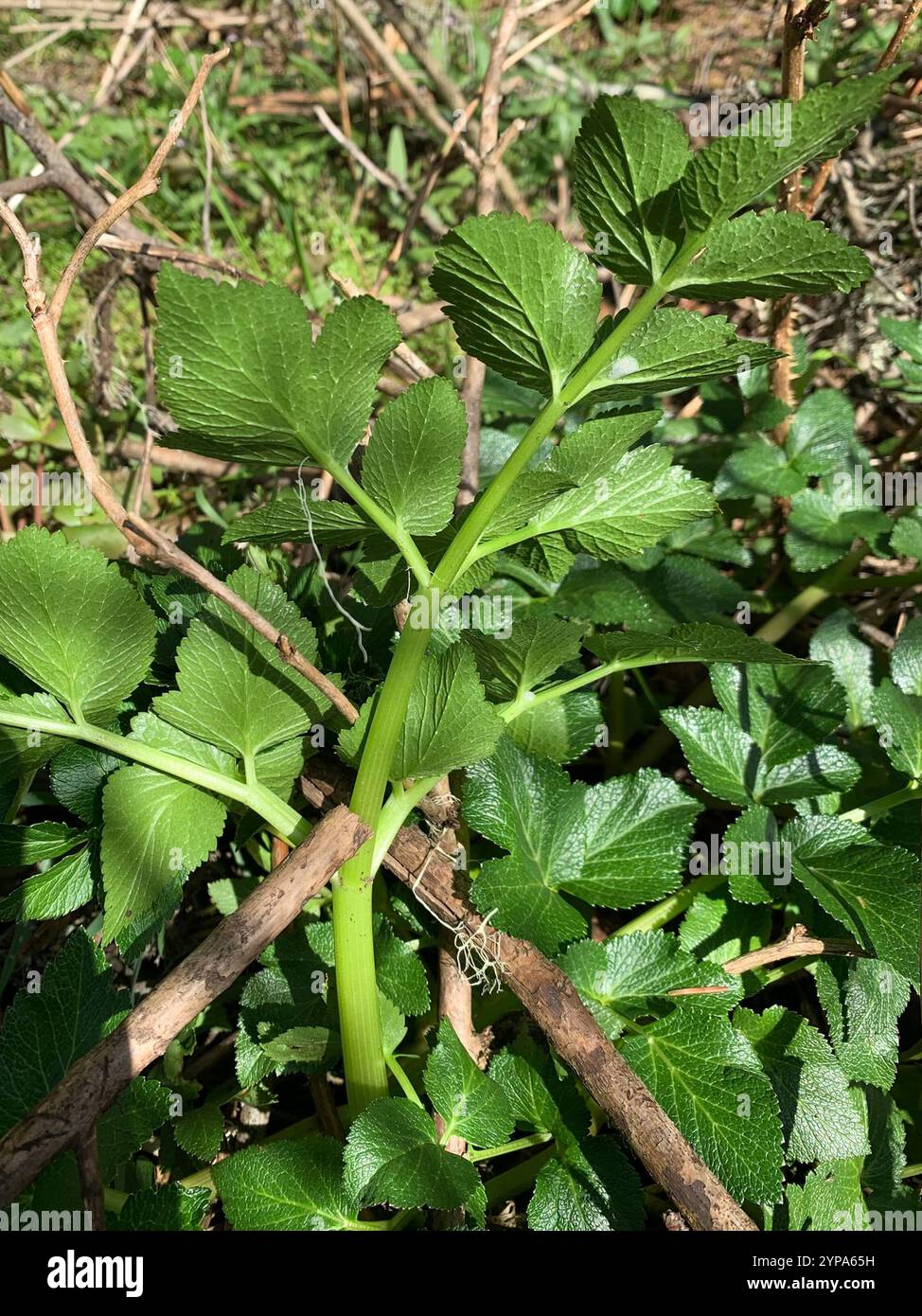 sea-watch (Angelica lucida Stock Photo - Alamy