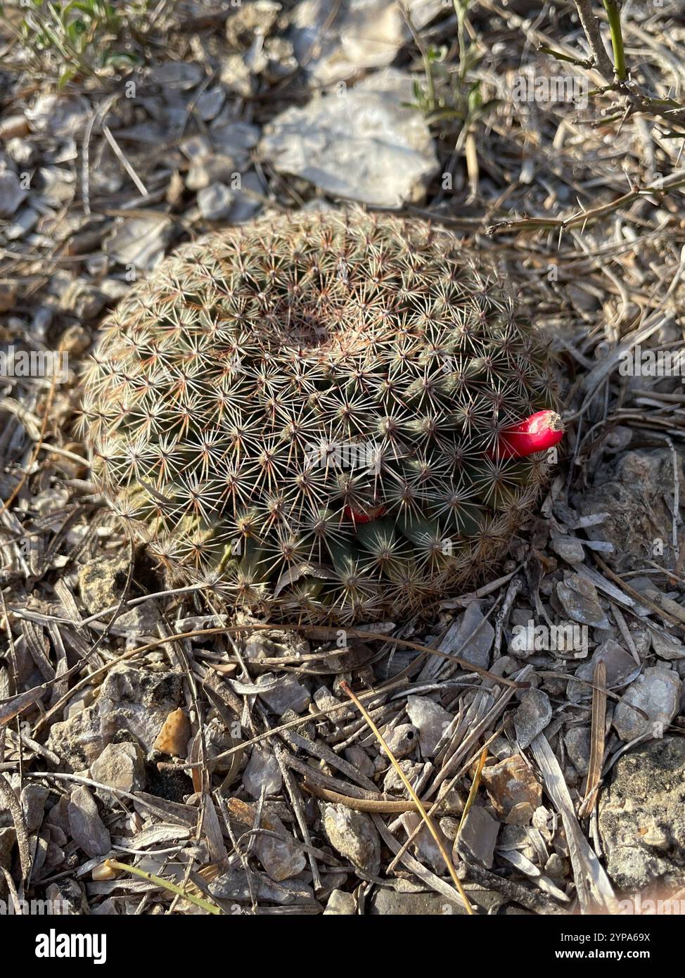 (Mammillaria heyderi hemisphaerica Stock Photo - Alamy