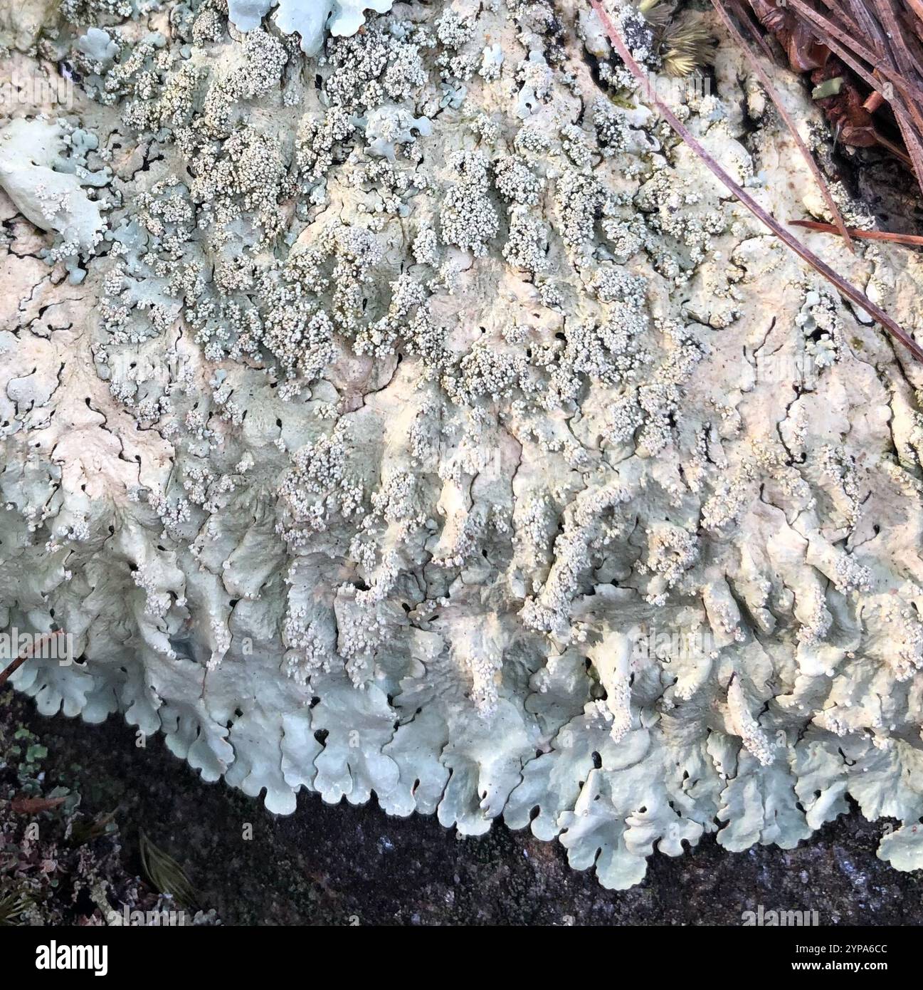 rock greenshield lichen (Flavoparmelia baltimorensis Stock Photo - Alamy
