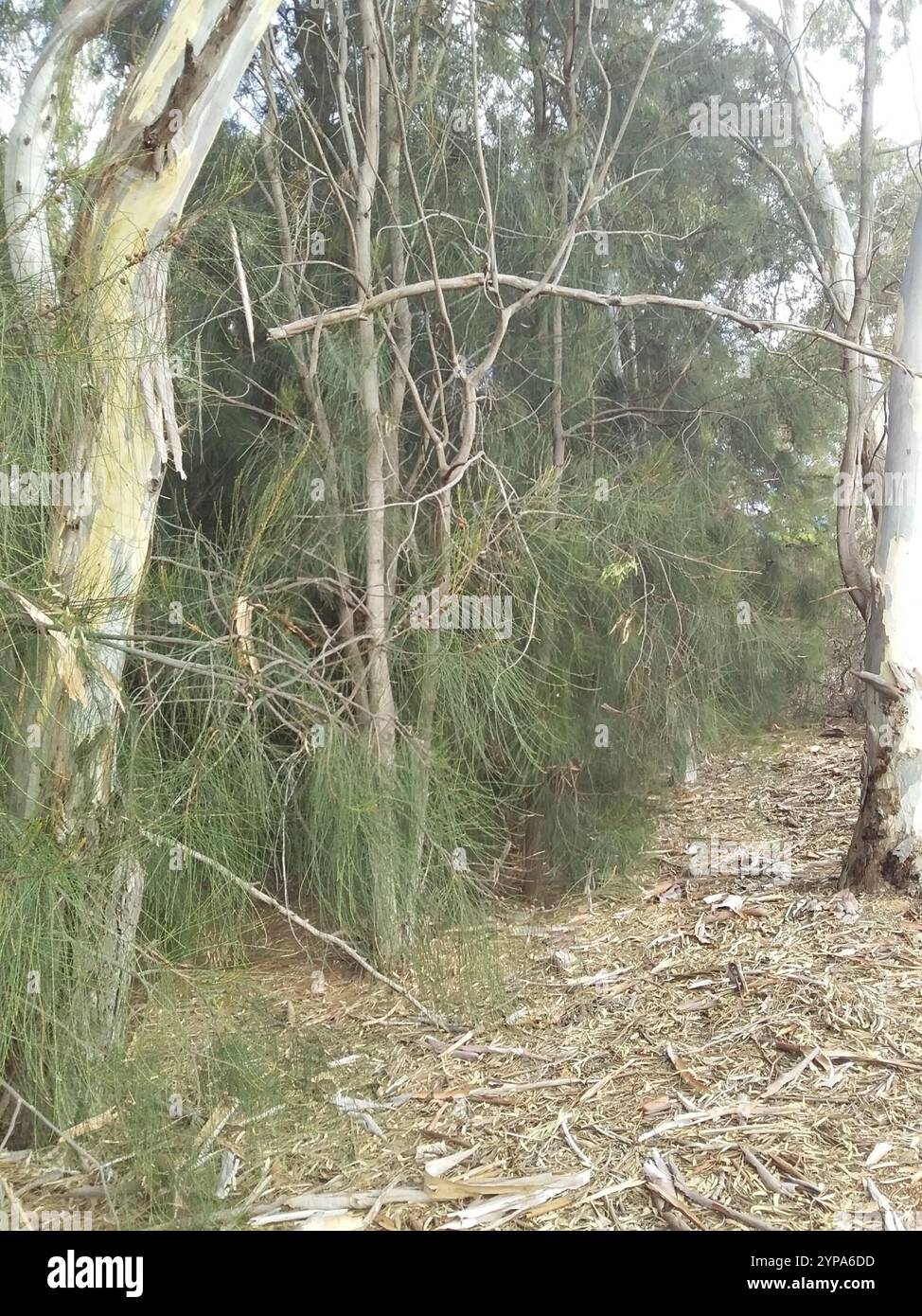 Swamp sheoak (Casuarina glauca Stock Photo - Alamy