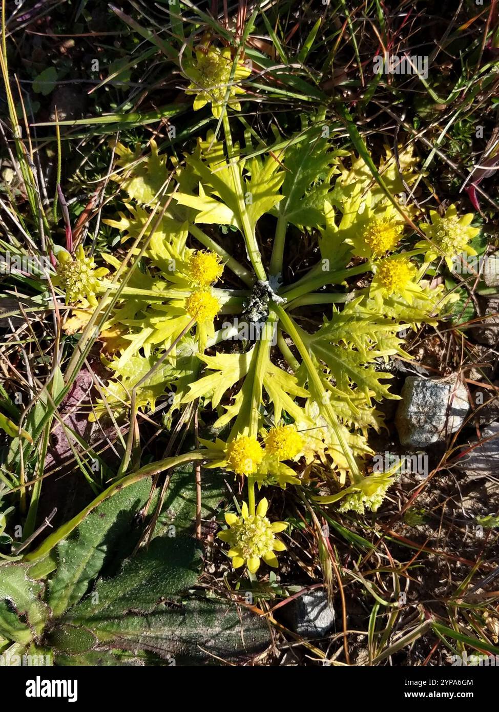 Sanicula arctopoides hi-res stock photography and images - Alamy