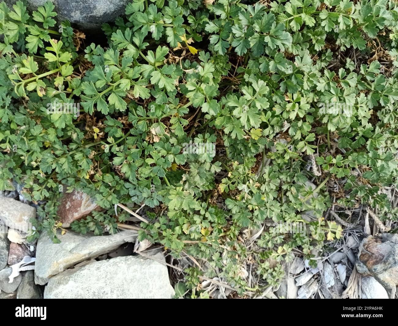 Sea Celery (Apium prostratum Stock Photo - Alamy