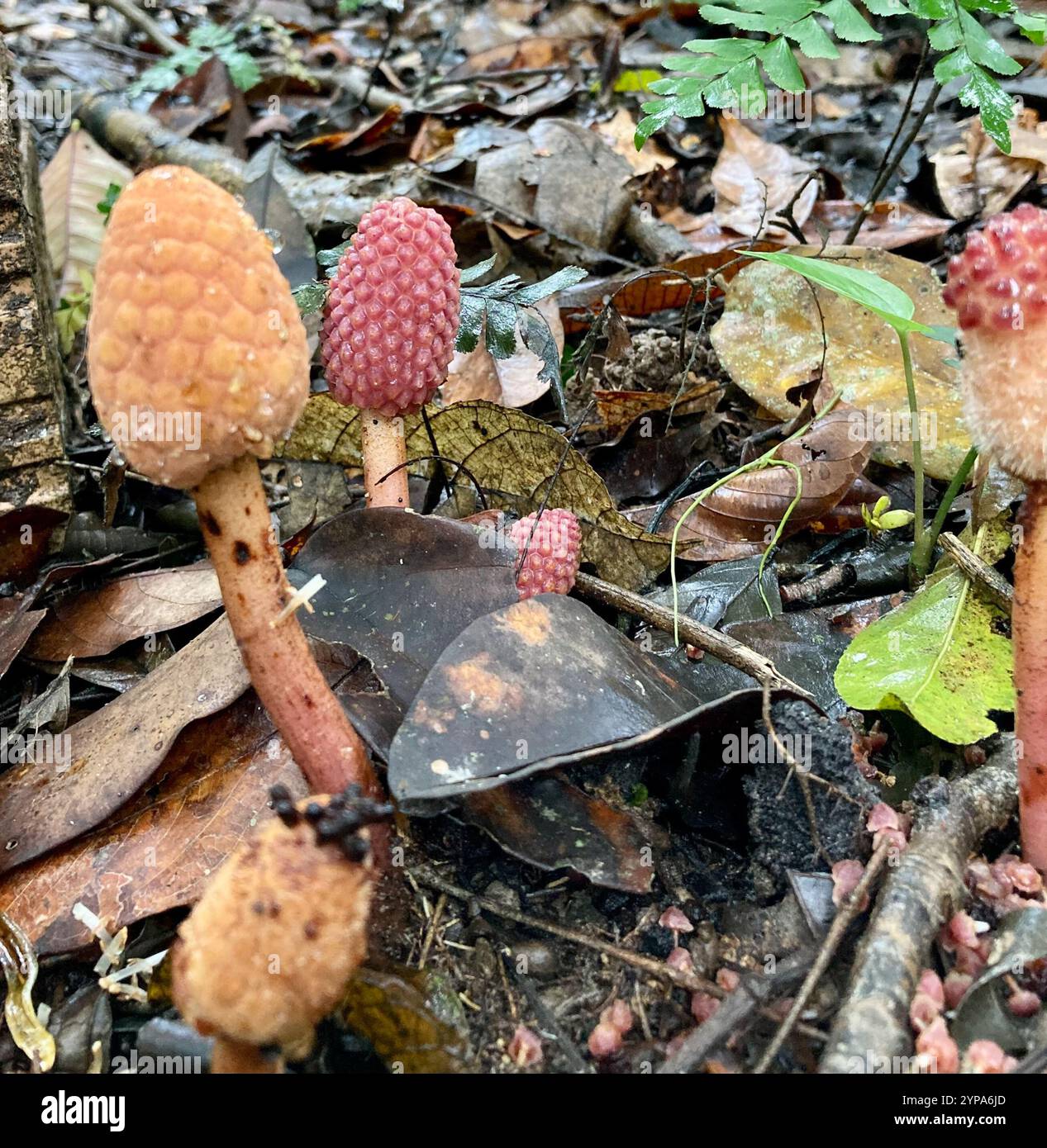 spike-of-dragon (Helosis cayennensis Stock Photo - Alamy