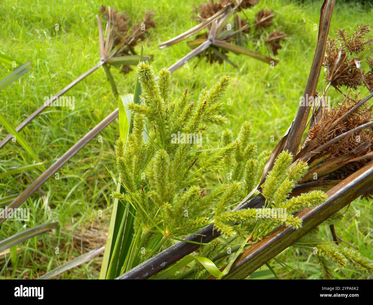 Cyperus dives hi-res stock photography and images - Alamy