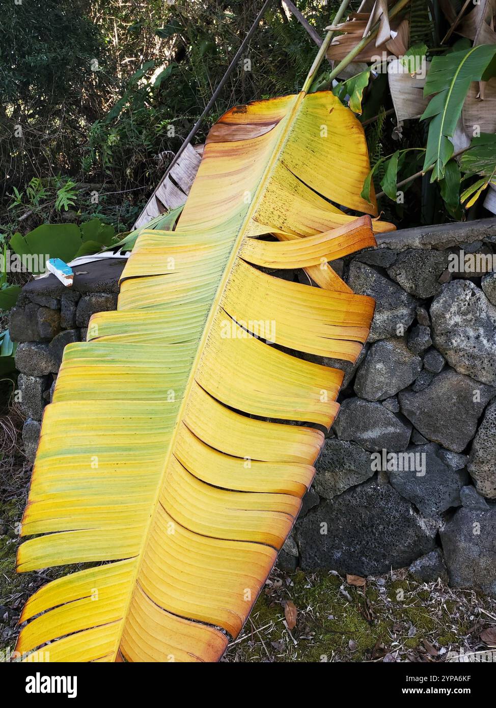 Banana Family (Musaceae Stock Photo - Alamy