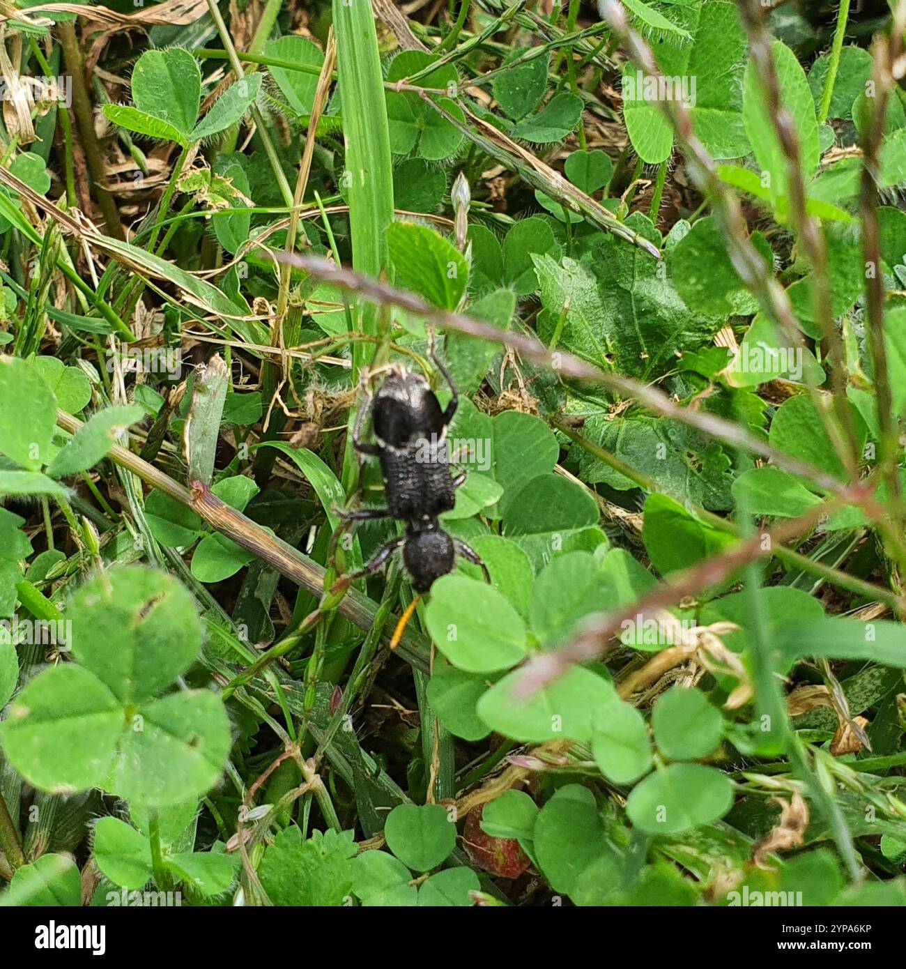 yellow-horned clerid (Trogodendron fasciculatum Stock Photo - Alamy