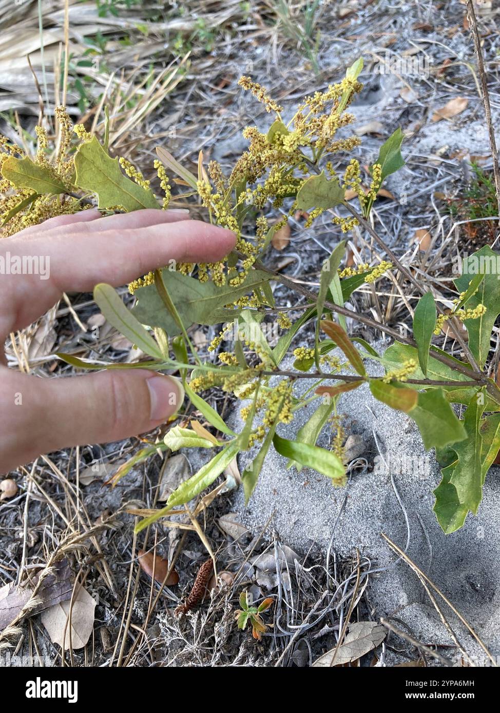 dwarf live oak (Quercus minima Stock Photo - Alamy
