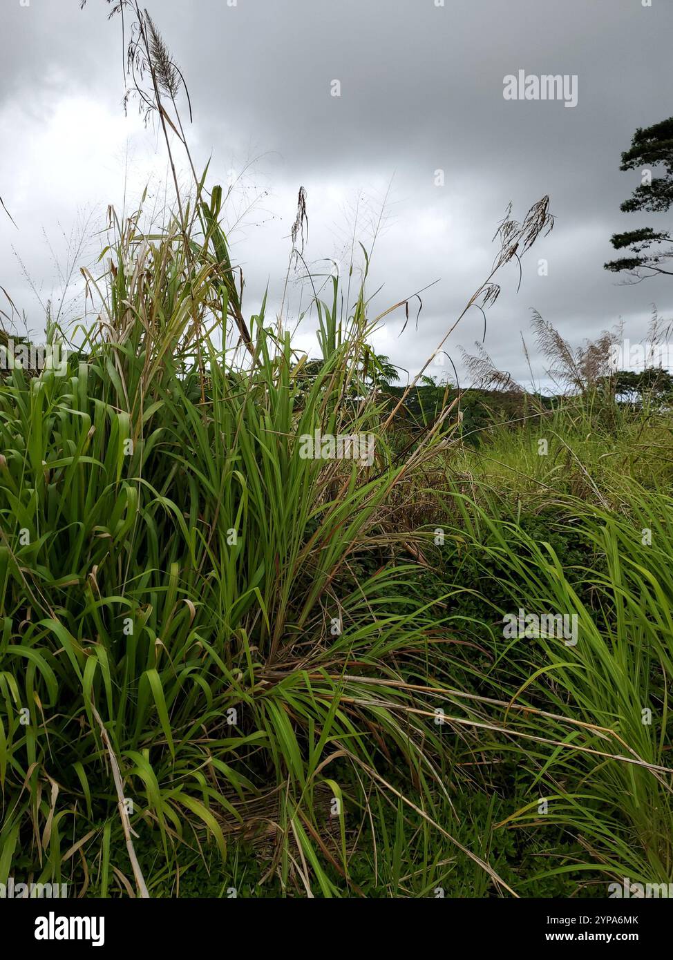 (Saccharum × sinense Stock Photo - Alamy