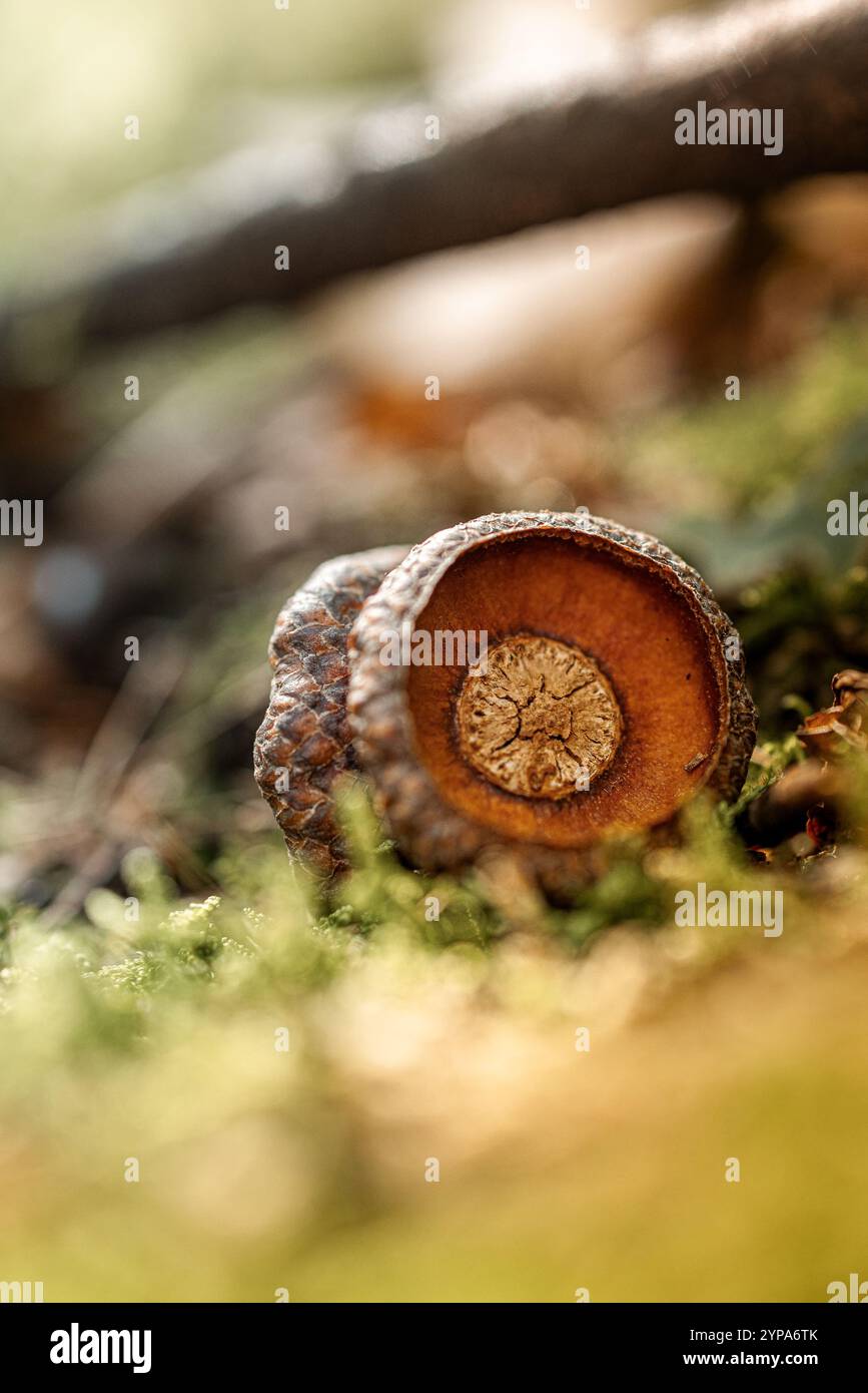 Fallen acorn cap on hi-res stock photography and images - Alamy