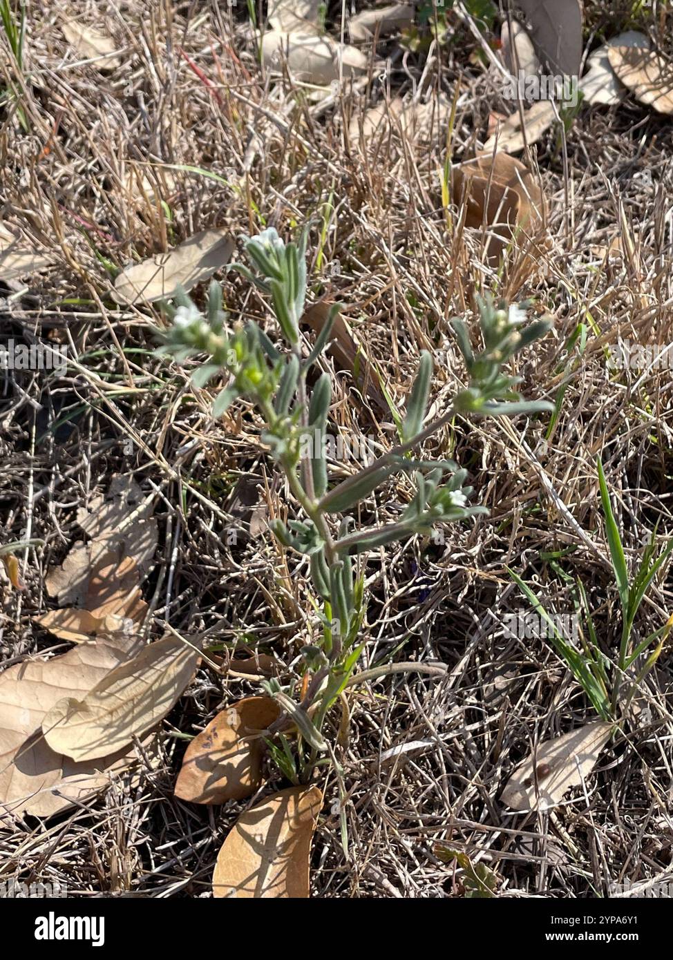 corn gromwell (Buglossoides arvensis Stock Photo - Alamy