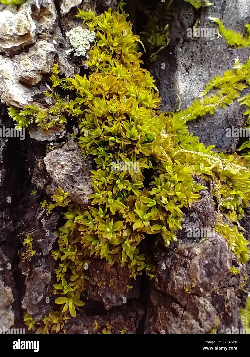 Water Screw-moss (Syntrichia latifolia Stock Photo - Alamy