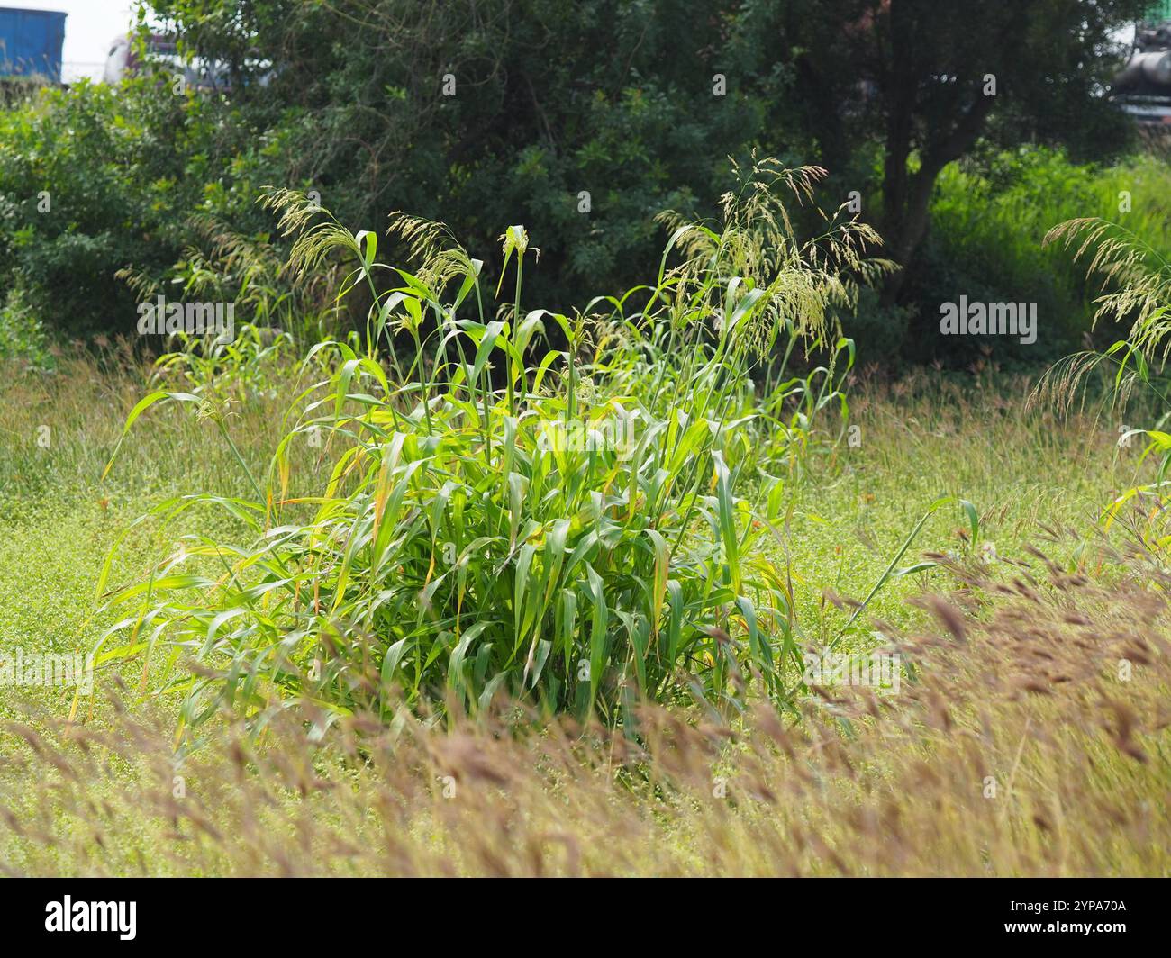 Wild Sorghum (Sorghum bicolor verticilliflorum Stock Photo - Alamy