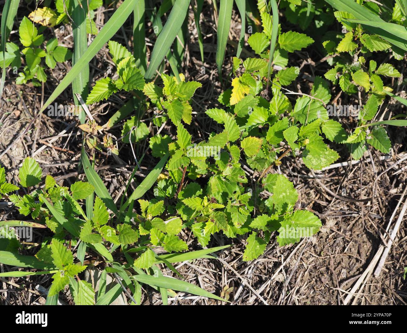 three-lobe false mallow (Malvastrum coromandelianum Stock Photo - Alamy