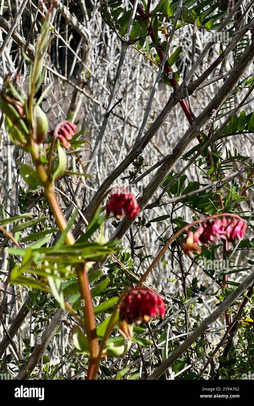 giant vetch (Vicia gigantea Stock Photo - Alamy