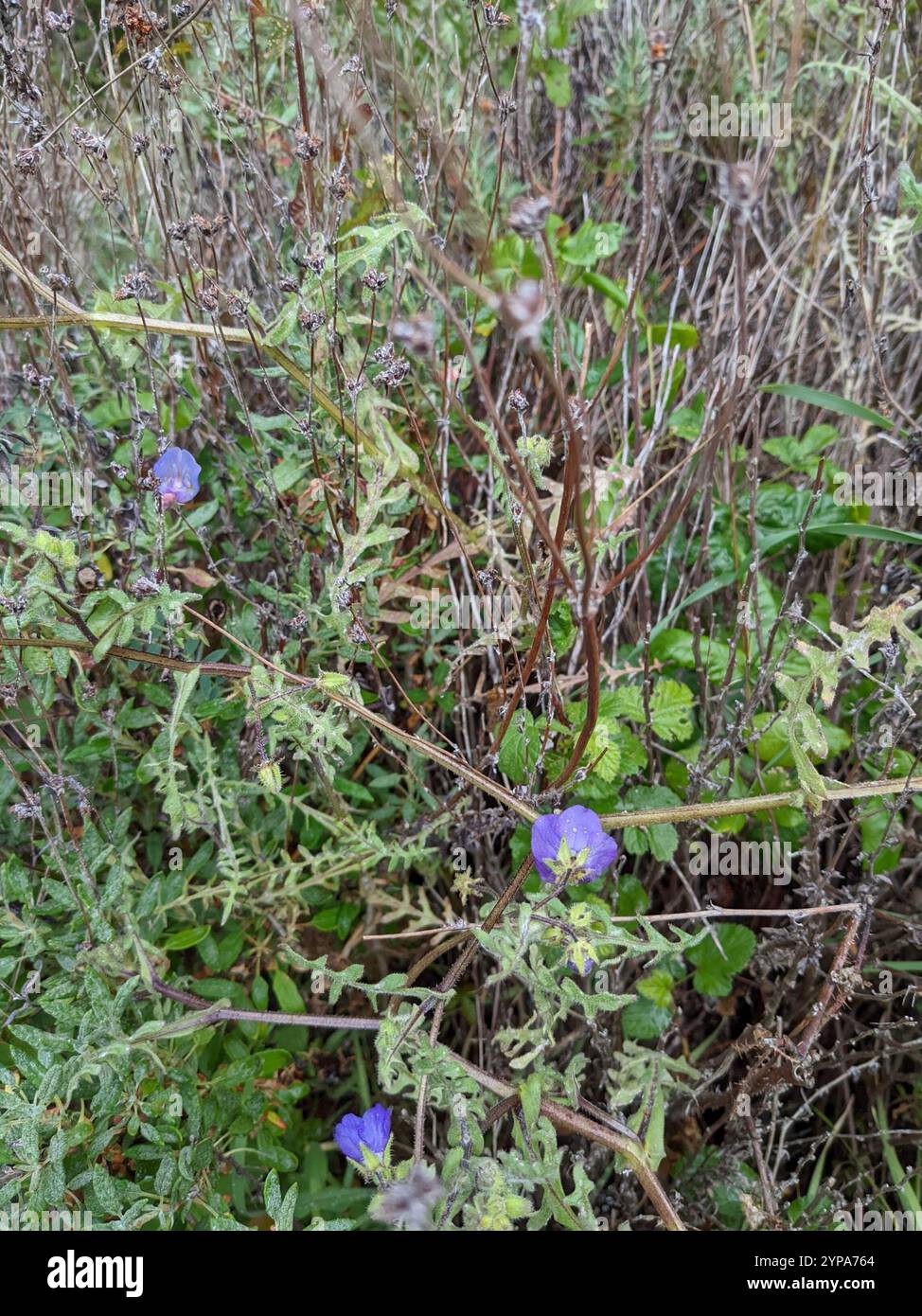 Fiesta Flower (Pholistoma auritum Stock Photo - Alamy