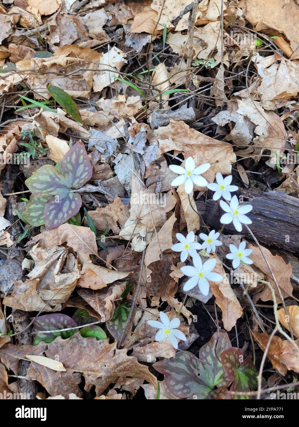 sharp-lobed hepatica (Hepatica acutiloba Stock Photo - Alamy