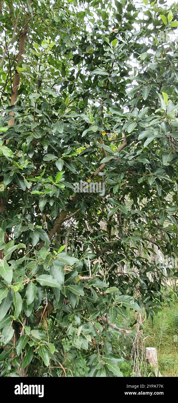 Sandpaper fig hi-res stock photography and images - Alamy